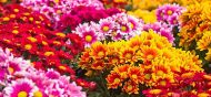 26 Fleurs Chinoises Traditionnelles et leurs significations | Chine Céleste